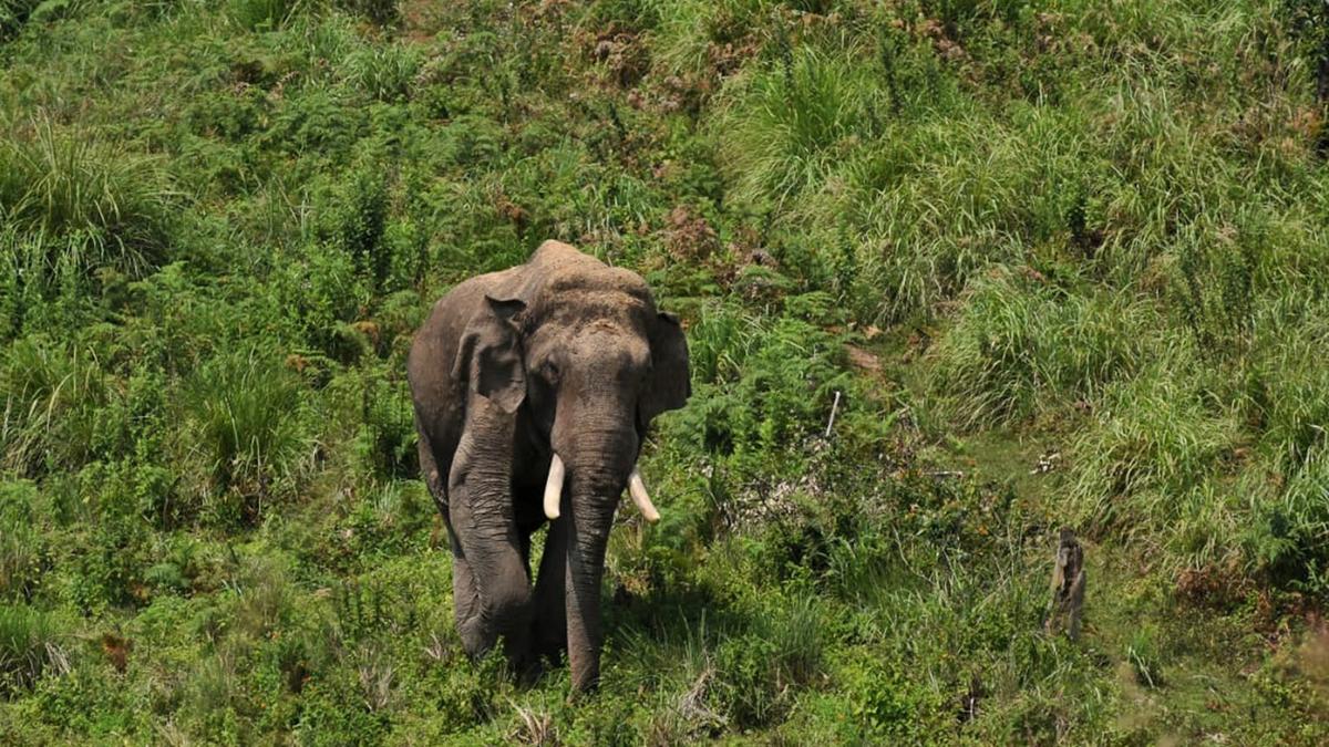 Wild elephant will be tranquillised if it enters human habitations again, says Chief Wildlife ...